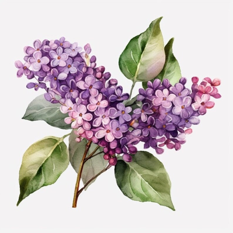 Lilac Flower Clipart Clip Art 8 PNG Format Instant Download - Etsy