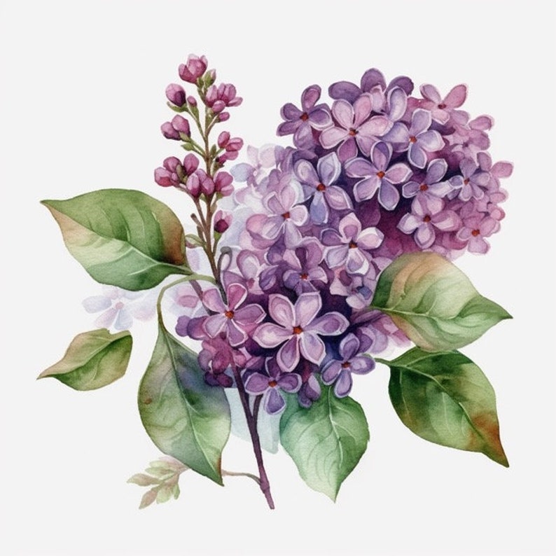 Lilac Flower Clipart Clip Art 8 PNG Format Instant Download - Etsy