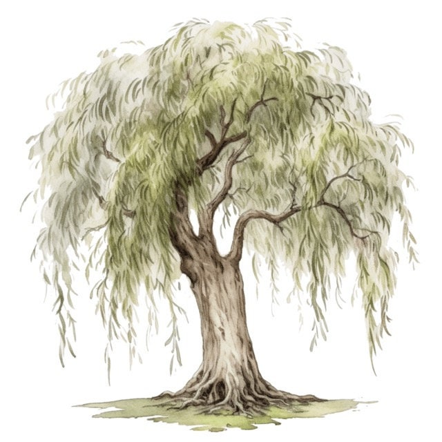 White Willow Tree Watercolor Clip Art 4 High Quality PNG Format Instant ...