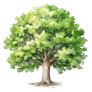 Green Maple Tree Watercolor Clip Art 4 High Quality PNG Format Instant ...