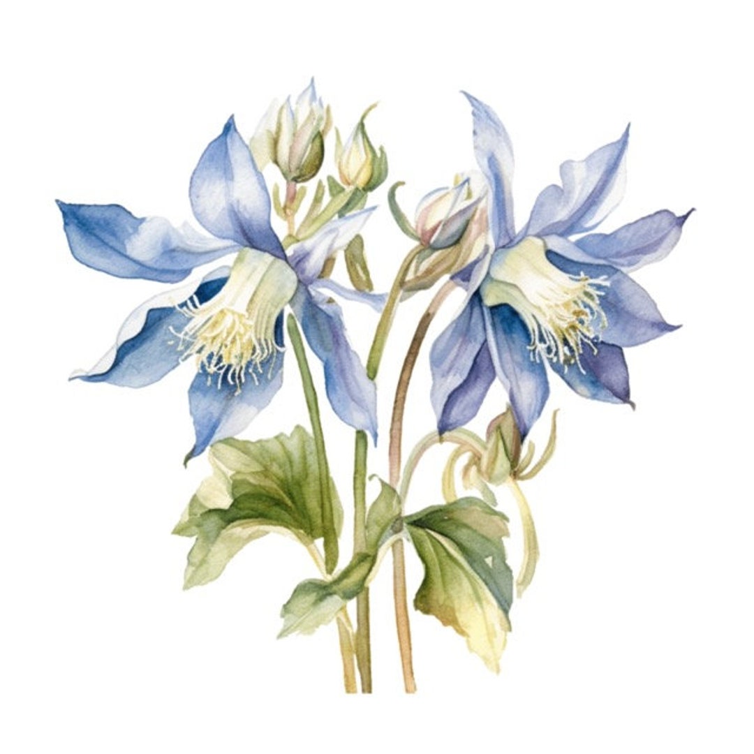 Watercolor Colorado Blue Columbine Flower Sublimation Graphics ...