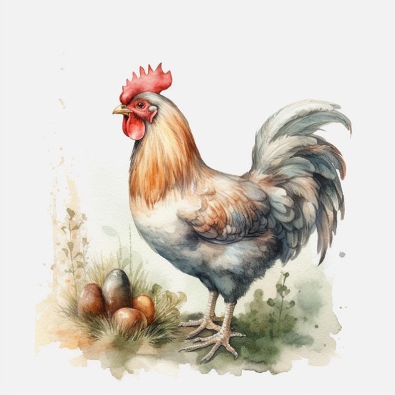 Rooster Chicken Clipart Clip Art 8 PNG Format Instant Download for ...