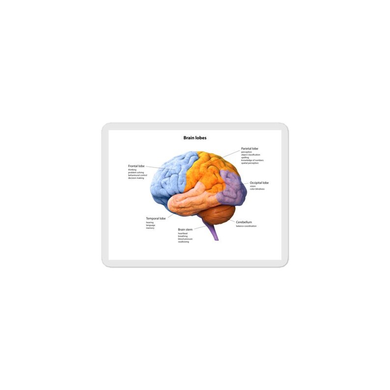 Parts of the Human Brain Sticker, Decal - 3 Size Options - Bubble Free ...