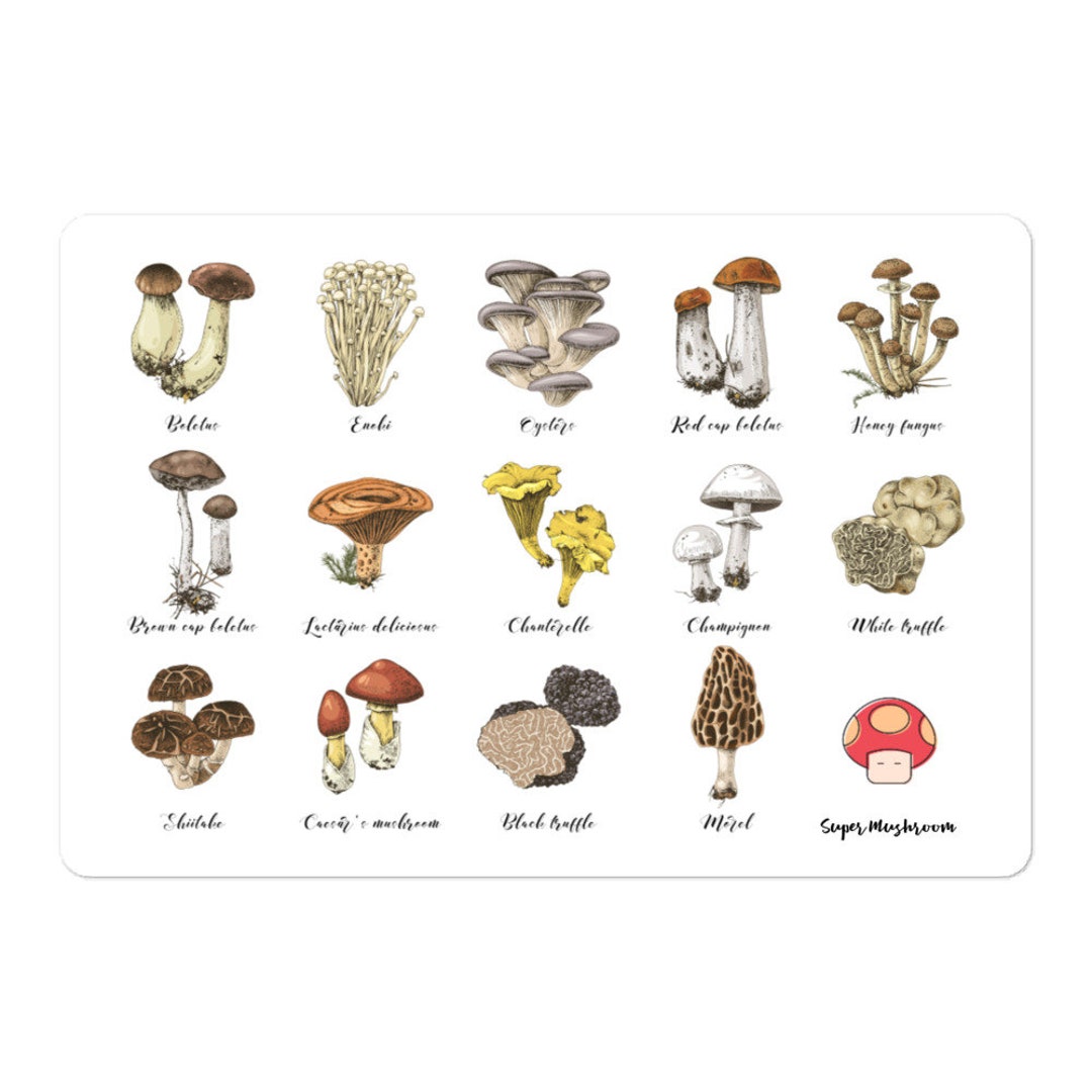 Mushroom Identification Sticker / Mushroom Sketch Identification ...
