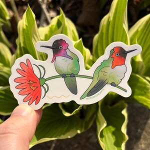 Southwestern Hummingbirds Sticker | Birding Annas Costas Hummingbird ...