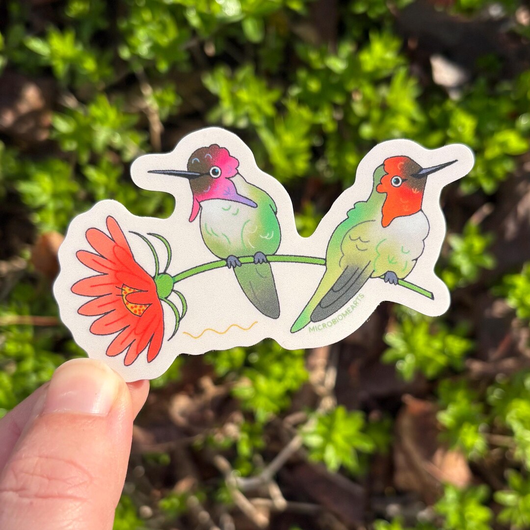 Southwestern Hummingbirds Sticker | Birding Annas Costas Hummingbird ...