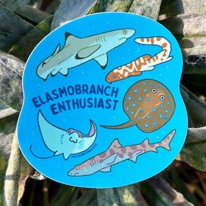 Elasmobranch Enthusiast Sticker | Shark Stingrays Ocean Lover Marine ...