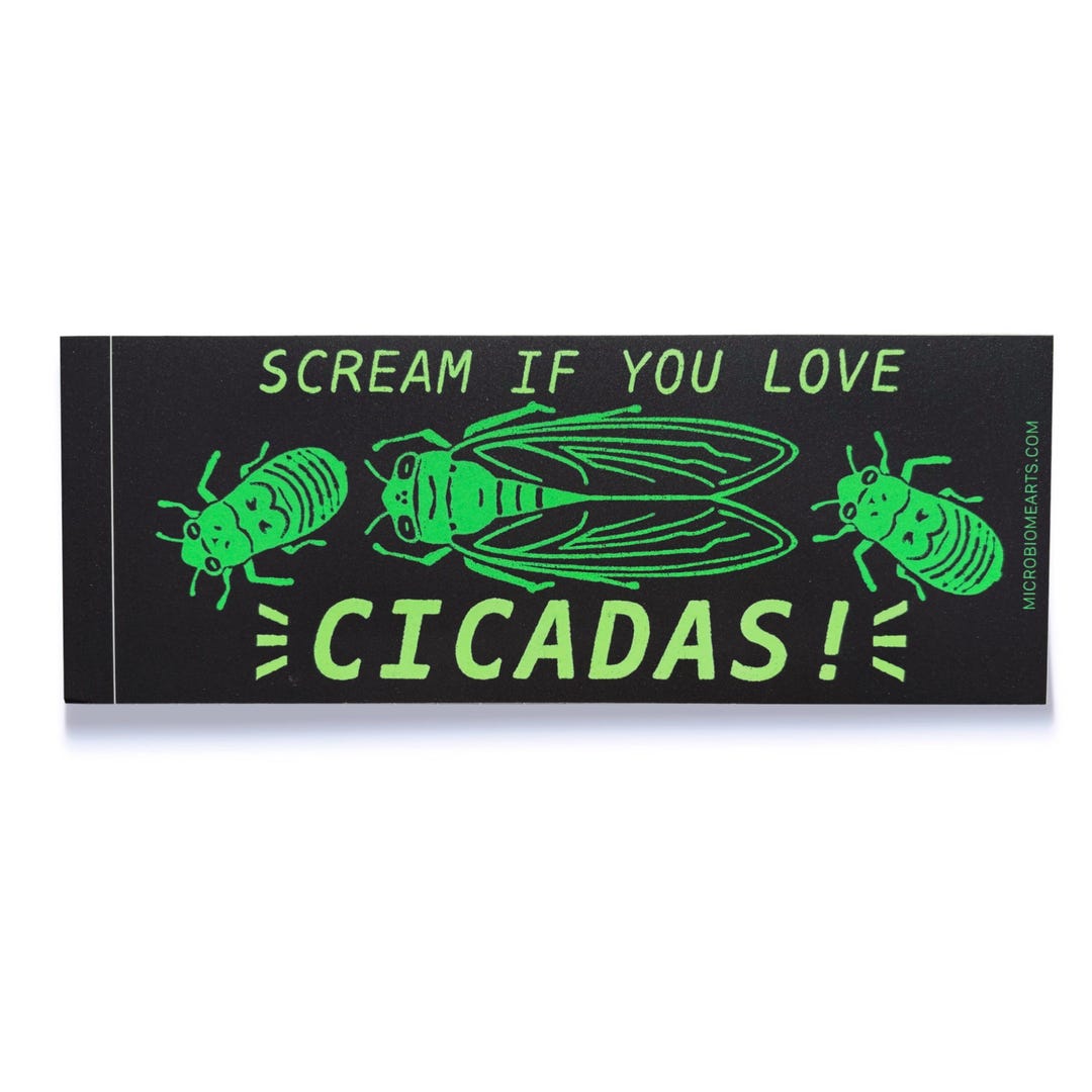 Scream If You Love Cicadas Bumper Sticker | Insect Bug Periodical ...