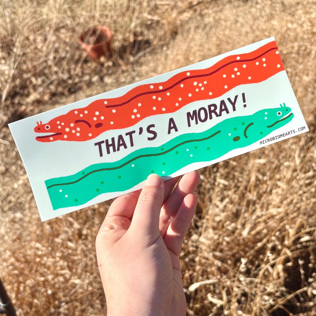 That’s A Moray! Eel Bumper Sticker | Marine Biology Amore Meme Funny ...