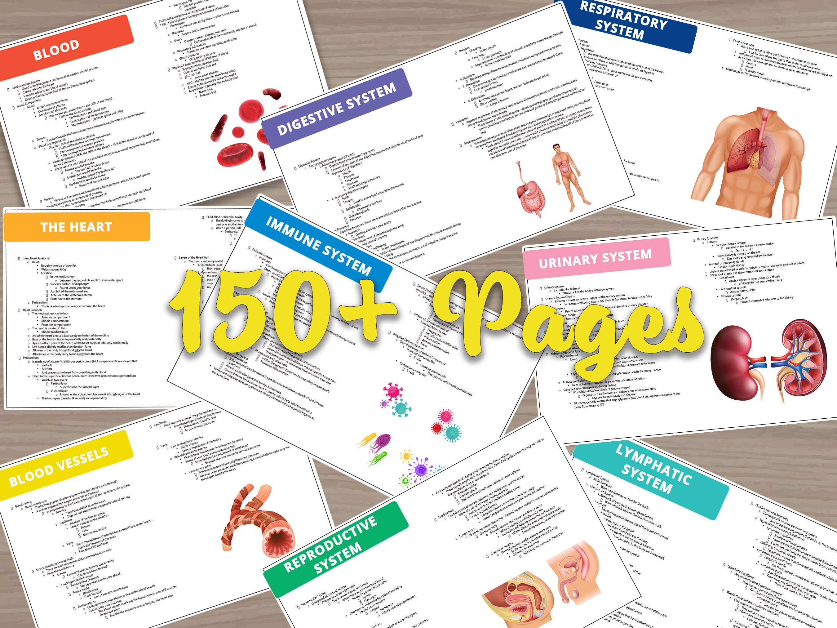 Anatomy Notes Bundle Anatomy and Physiology 2 Anatomy Physiology ...