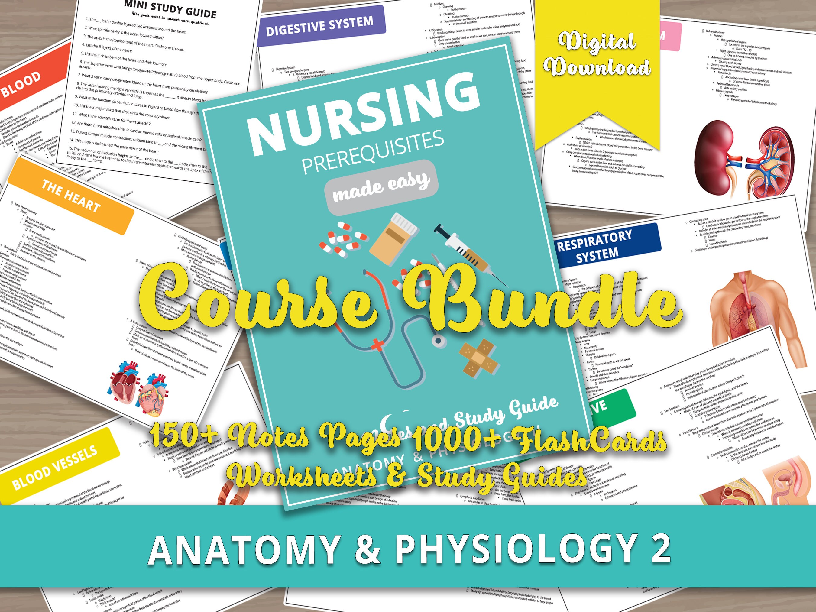 Anatomy Notes, Study Guide, Flash Cards Bundle, Anatomy & Physiology 2 ...