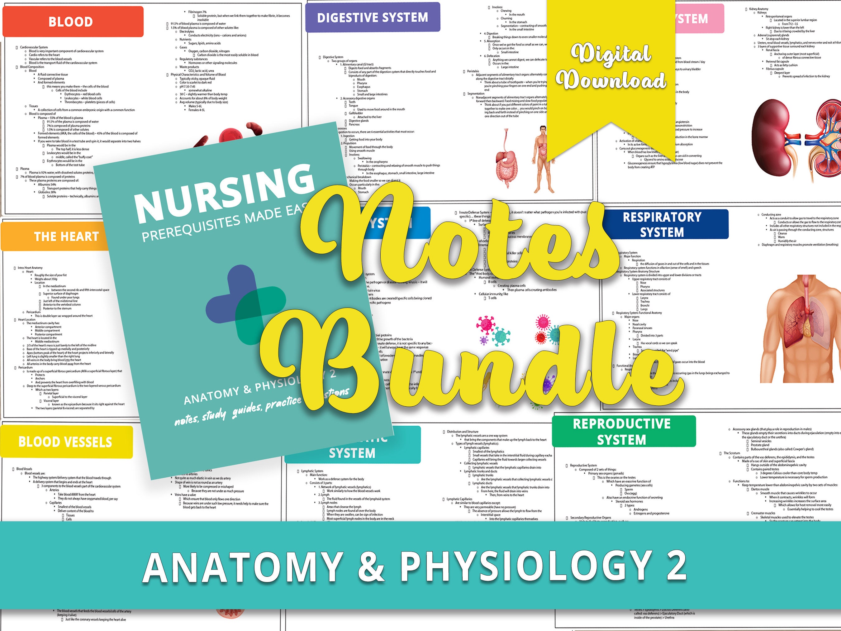 Anatomy Notes Bundle | Anatomy and Physiology 2 | Anatomy Physiology ...