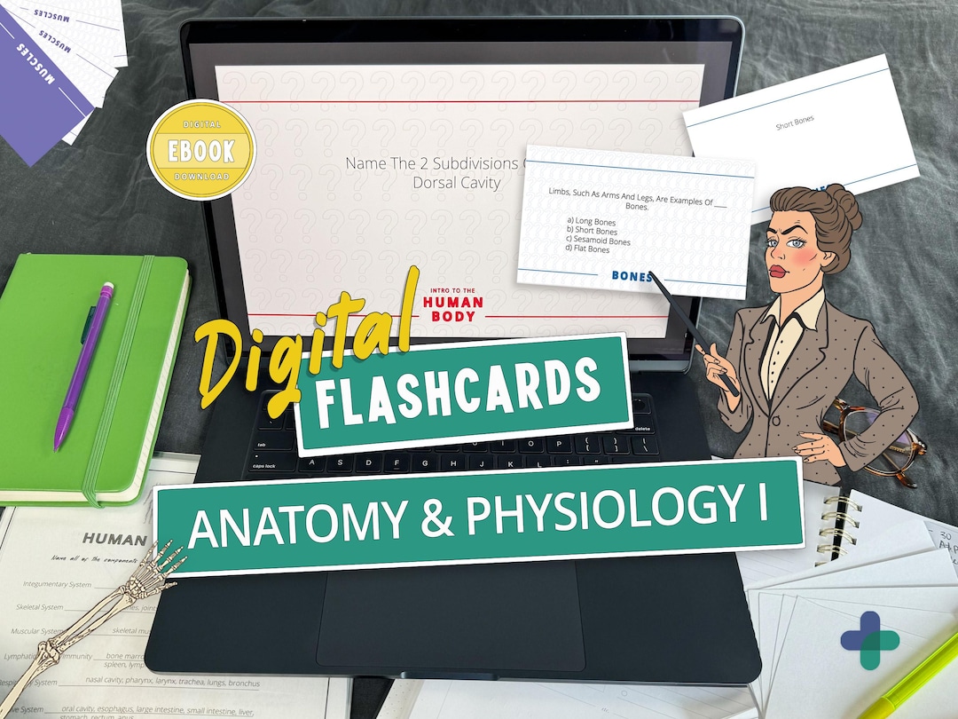 Anatomy & Physiology Flashcards Bundle (digital Download) - Etsy
