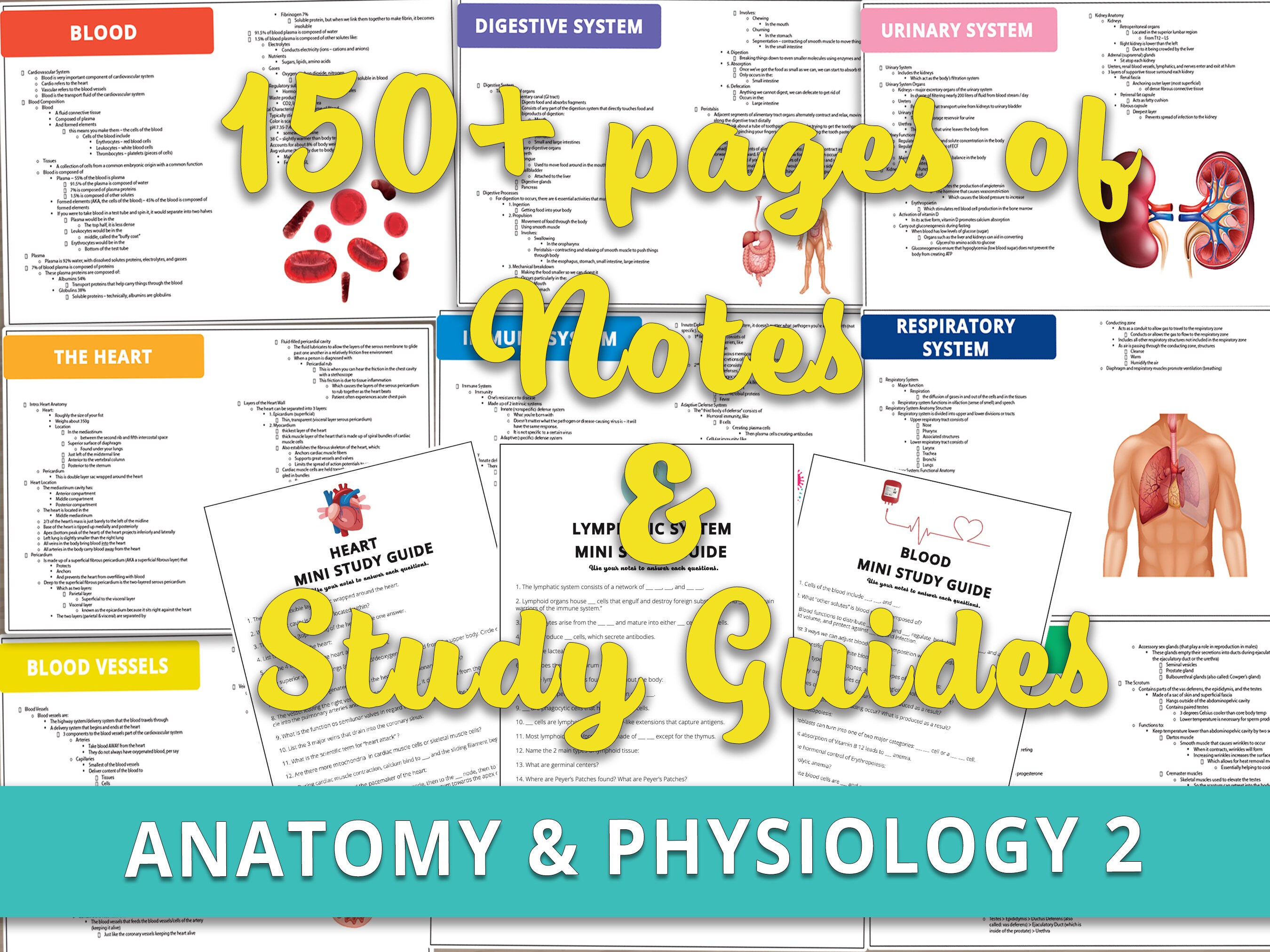 Anatomy Notes, Study Guide, Flash Cards Bundle, Anatomy & Physiology 2 ...