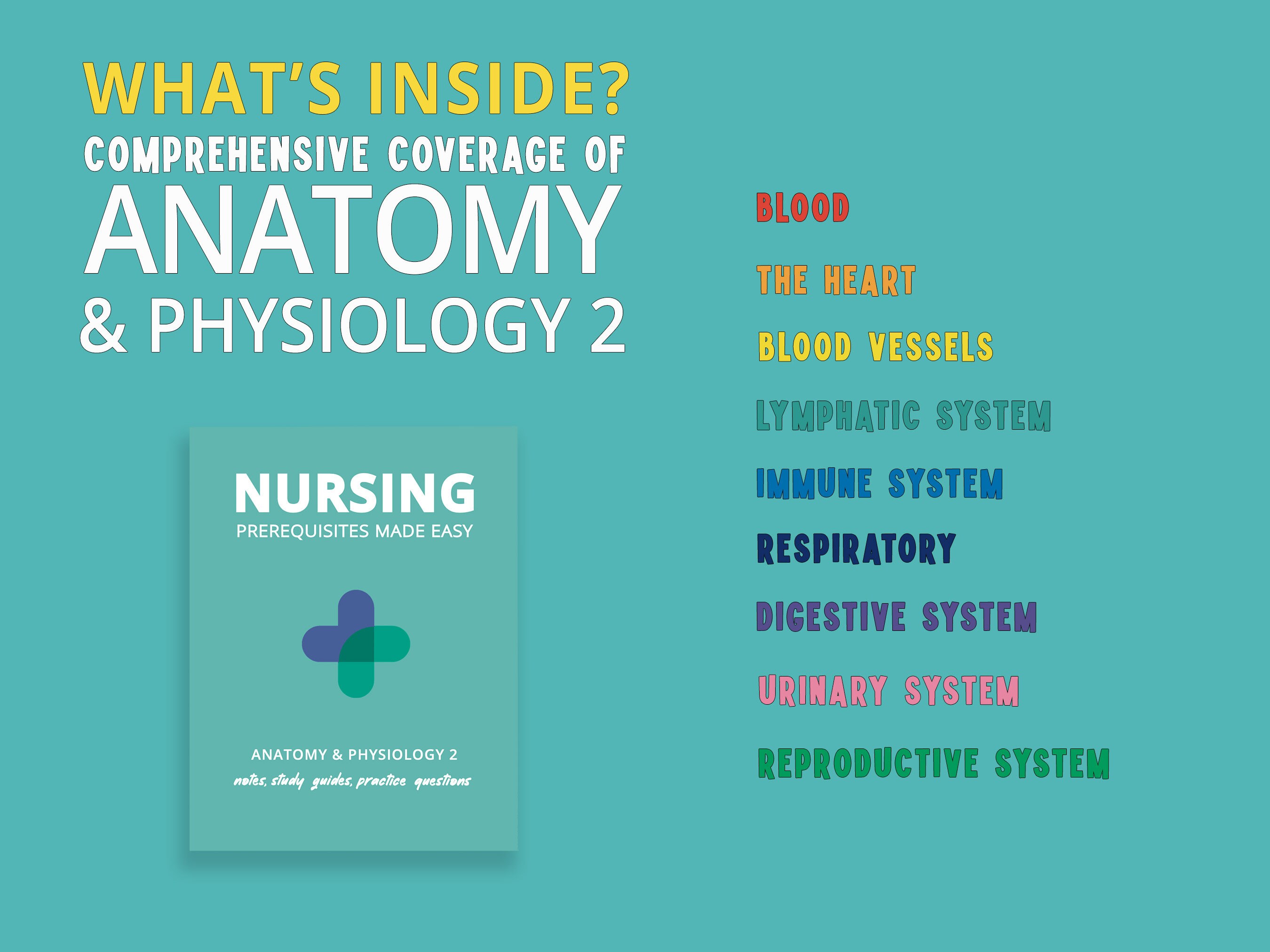 Anatomy & Physiology 2 Notes Bundle for Nursing Students (ebook) - Etsy
