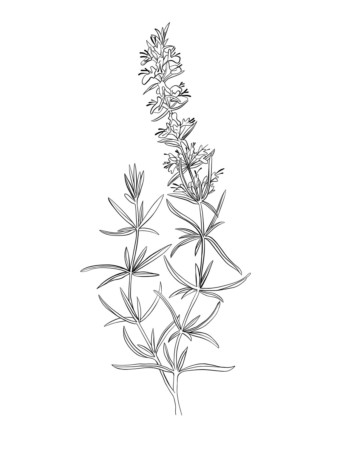 Hyssop Herb Doodle PDF - Etsy