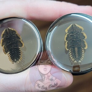 32mm, 38mm Triobite Beetle Plugs, Cottage Core, Witchy, Body Jewelry ...