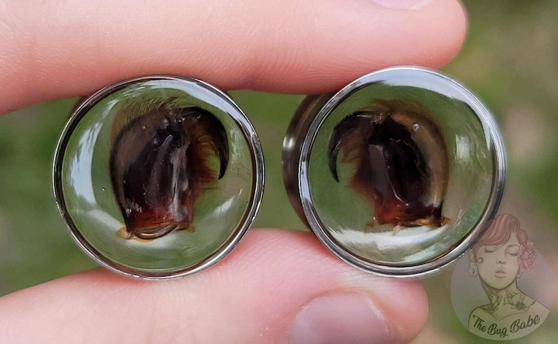 19mm 3/4 Inch Tarantula Fang Gauges - Etsy