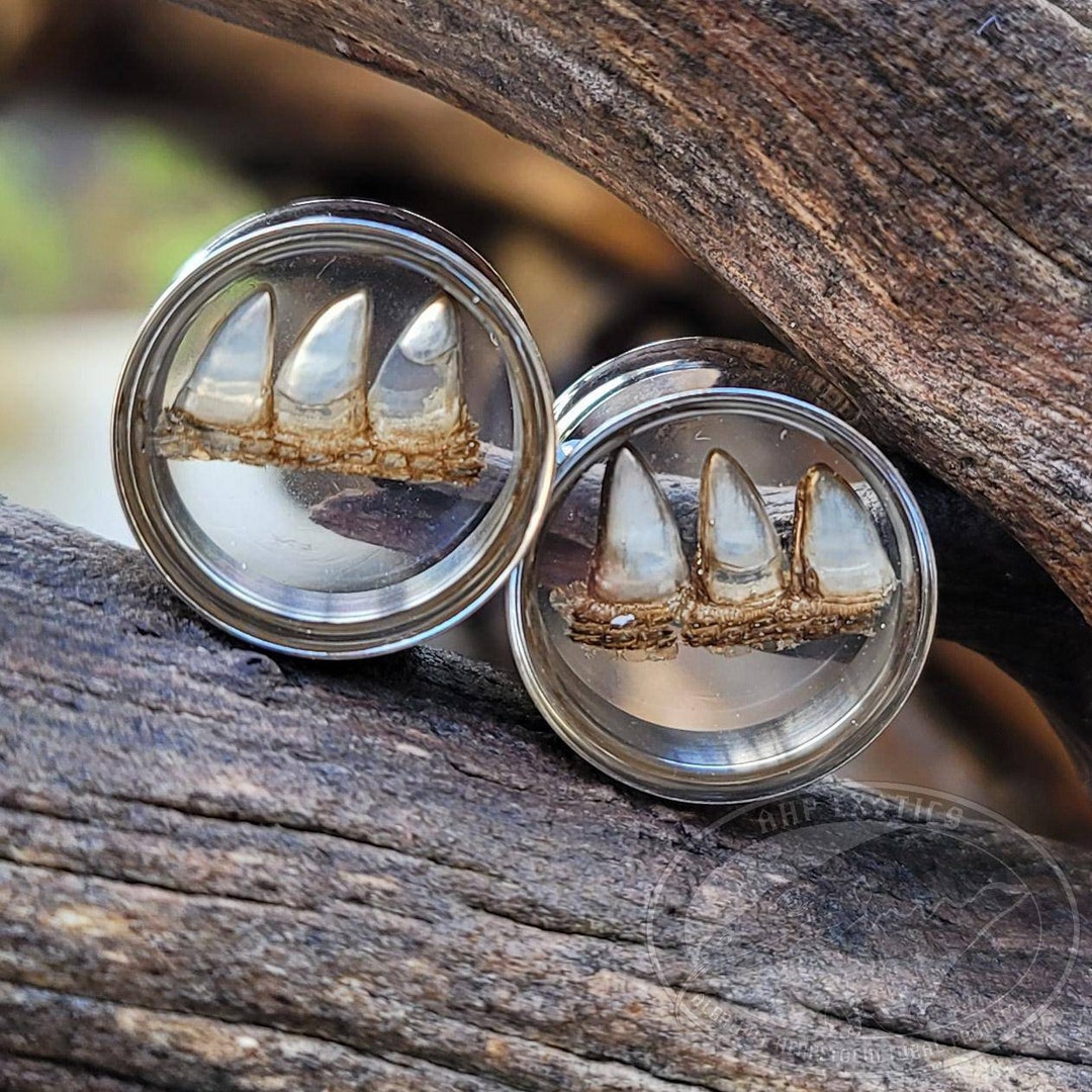 19mm 3/4 In Lizard Shed Plugs - Etsy