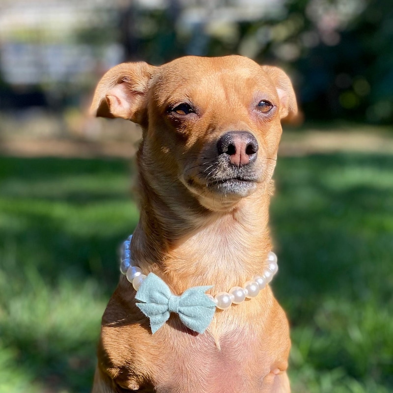 Pearl Dog Collar - Etsy