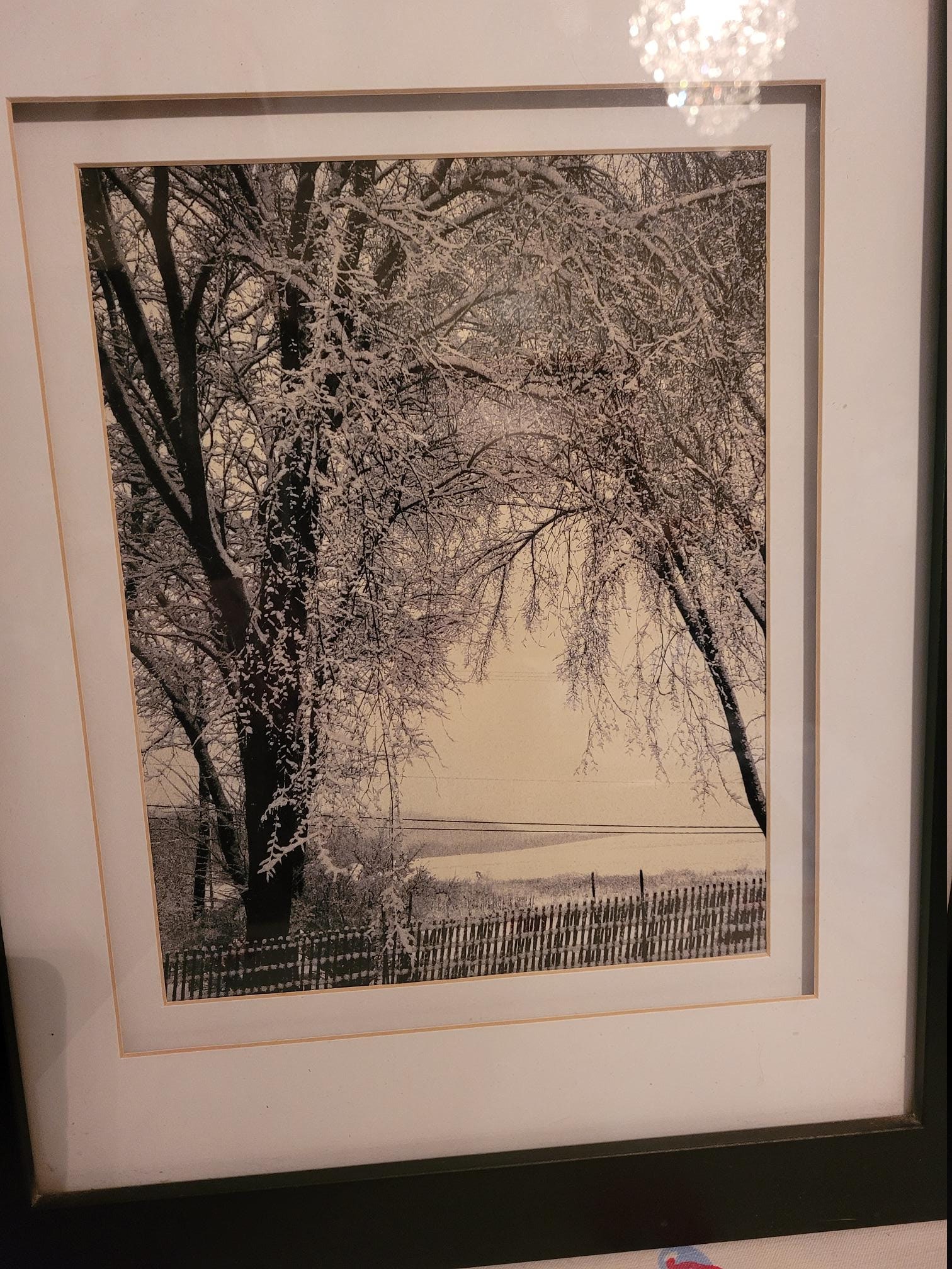 Winter Trees - 8x10 Black and White Photo, Framed - Etsy
