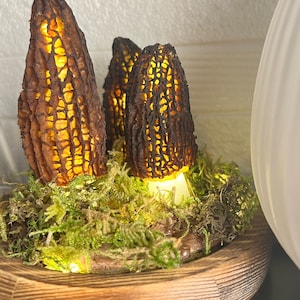 Wild Morel Mushroom Mushroom Lamp Made From Polish Black Morels USB ...