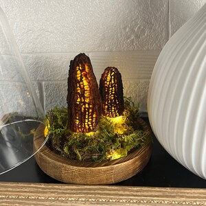 Wild Morel Mushroom Mushroom Lamp Made From Polish Black Morels USB ...