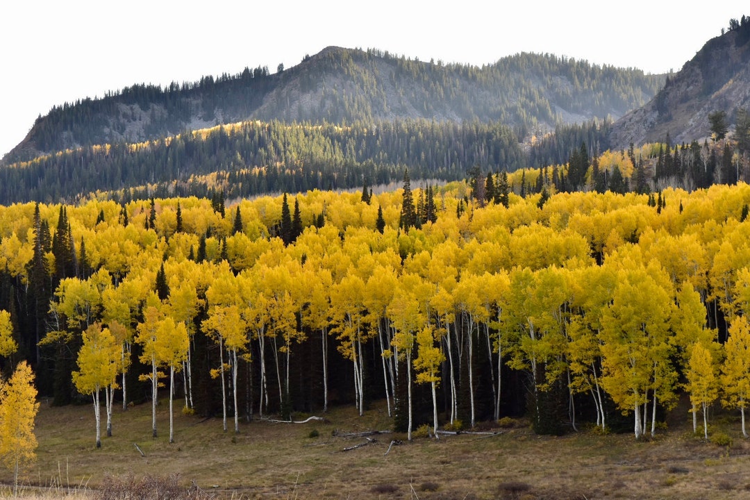 Aspen Trees-fall Colors - Etsy