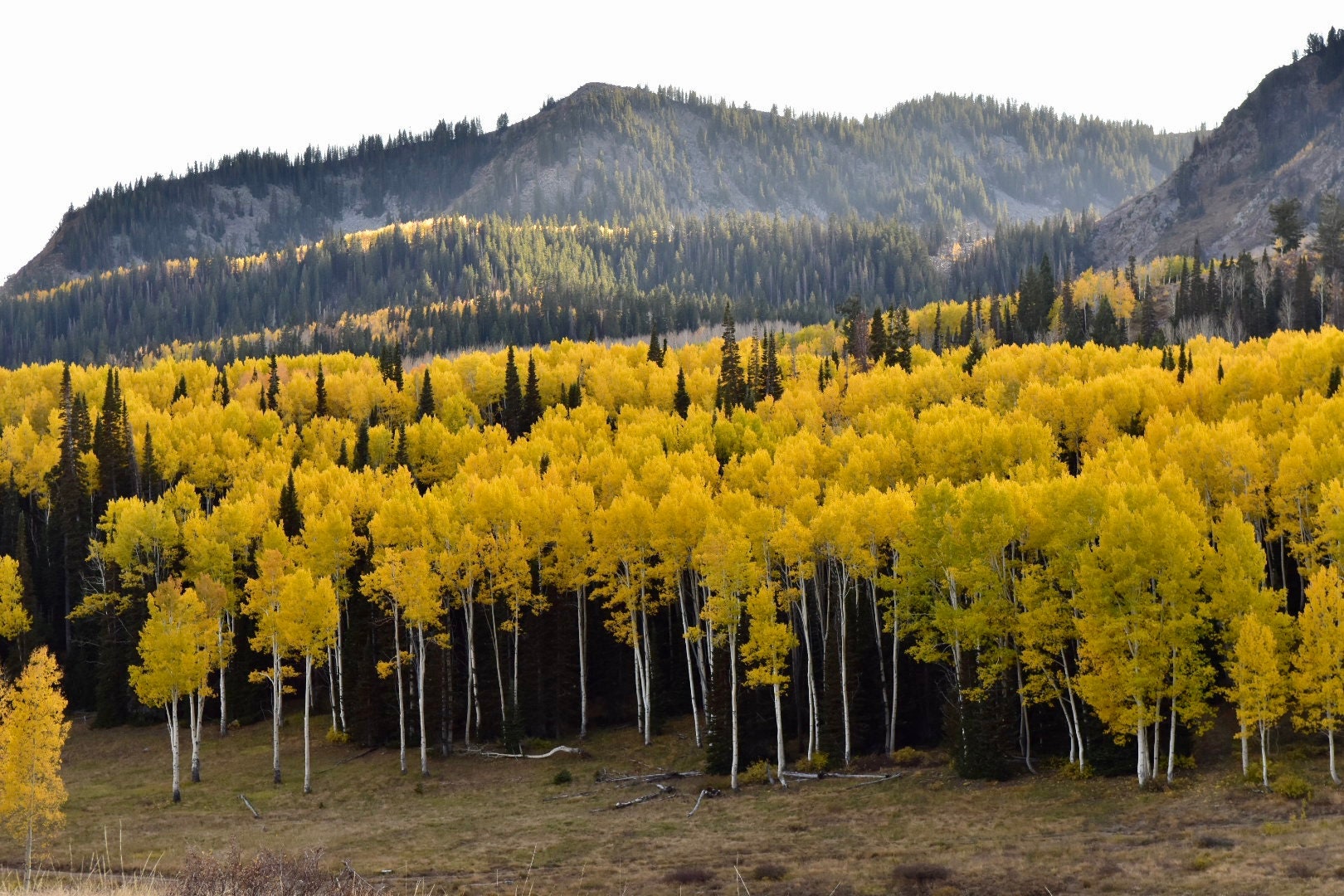 Aspen Trees-fall Colors - Etsy