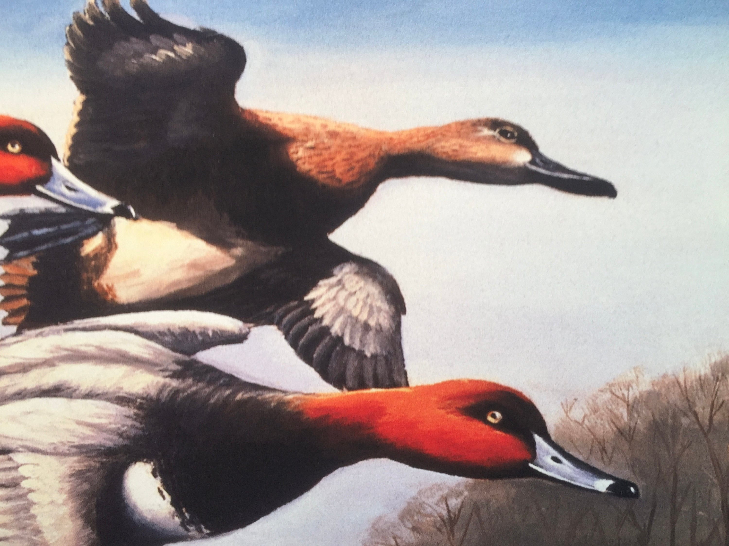 Duck Hunting Art 1987 Duck Stamp Poster Print 18x12 - Etsy