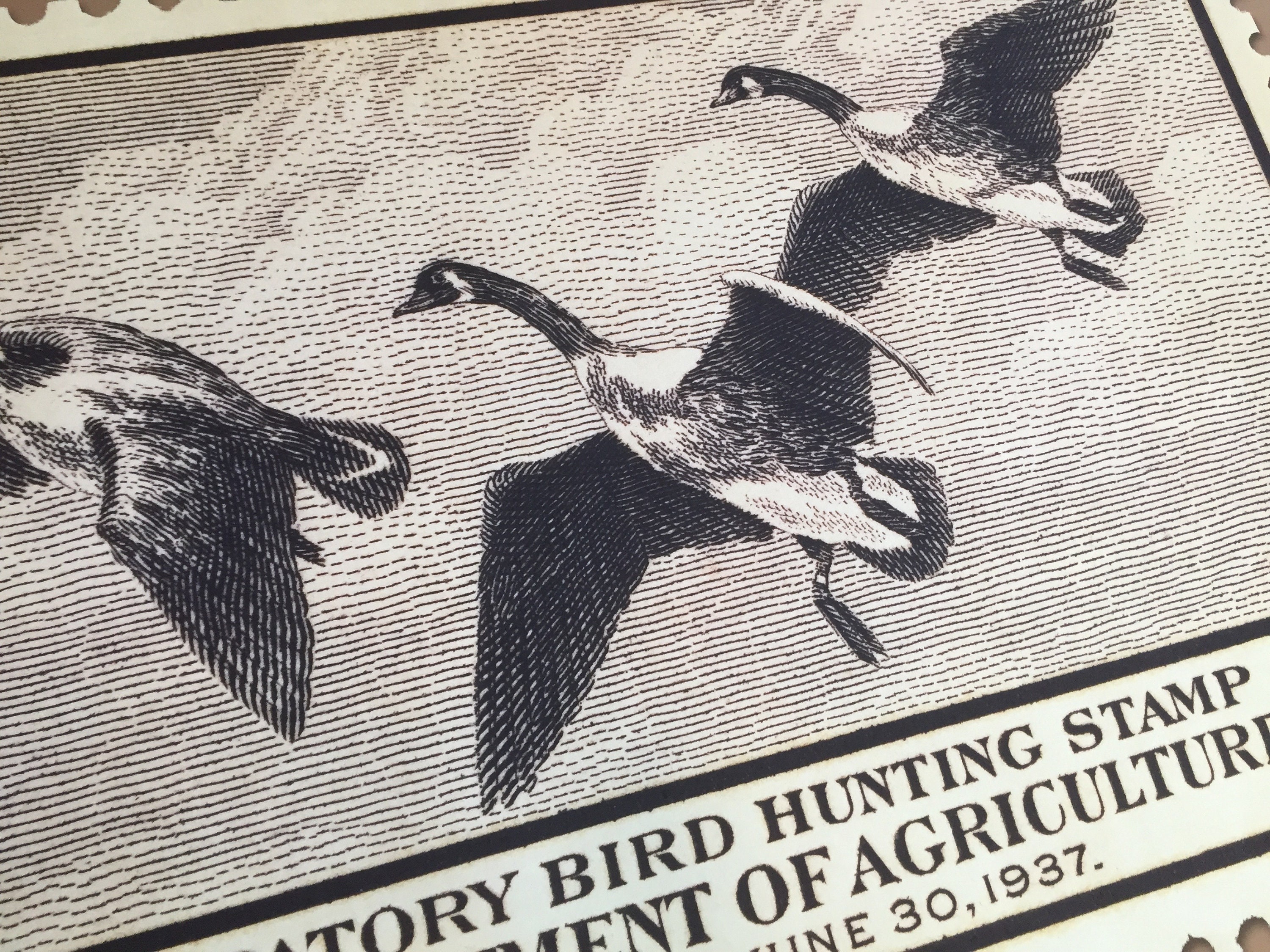 Duck Hunting Art, 1936 Federal Duck Stamp Poster Print, 36x24 - Etsy