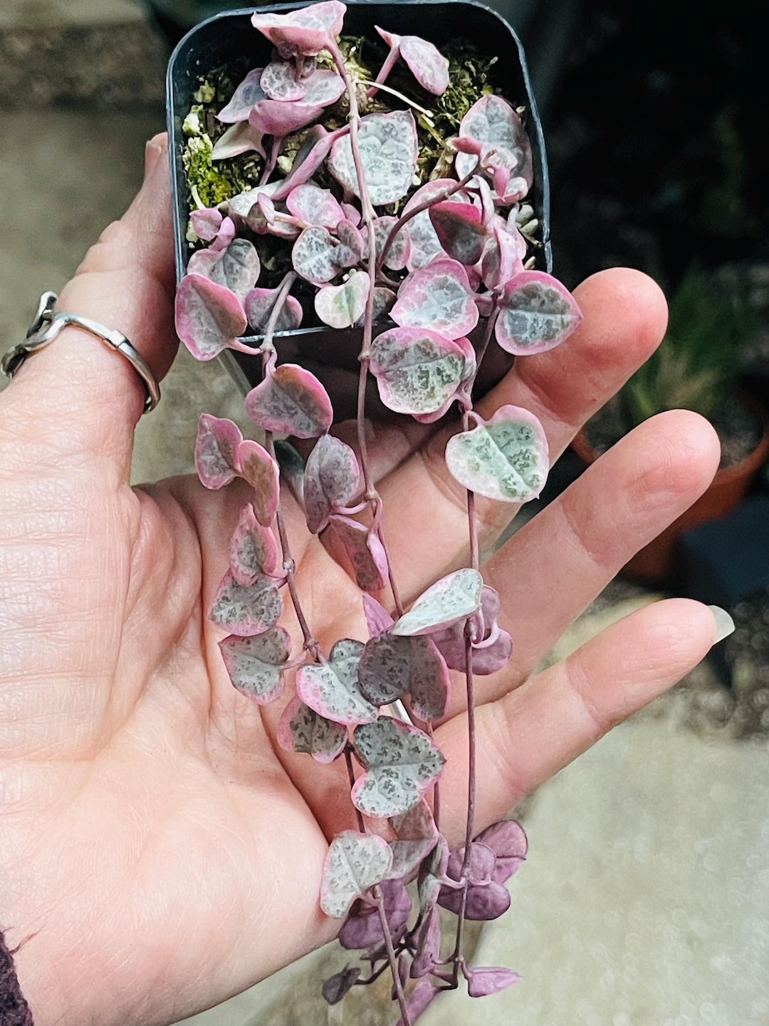 2” Pot Long Variegated Strings of Hearts, Ceropegia Woodii - Etsy