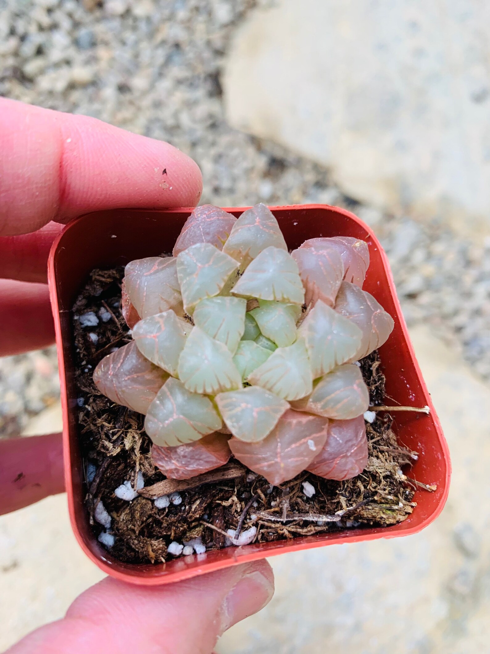 2 Pink Haworthia Cooperi Rare Alien Eggs Succulents - Etsy