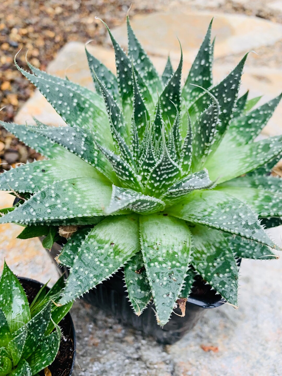 Aloe Aristata Succulent, Rare Lace Aloe, 3 Sizes - Etsy