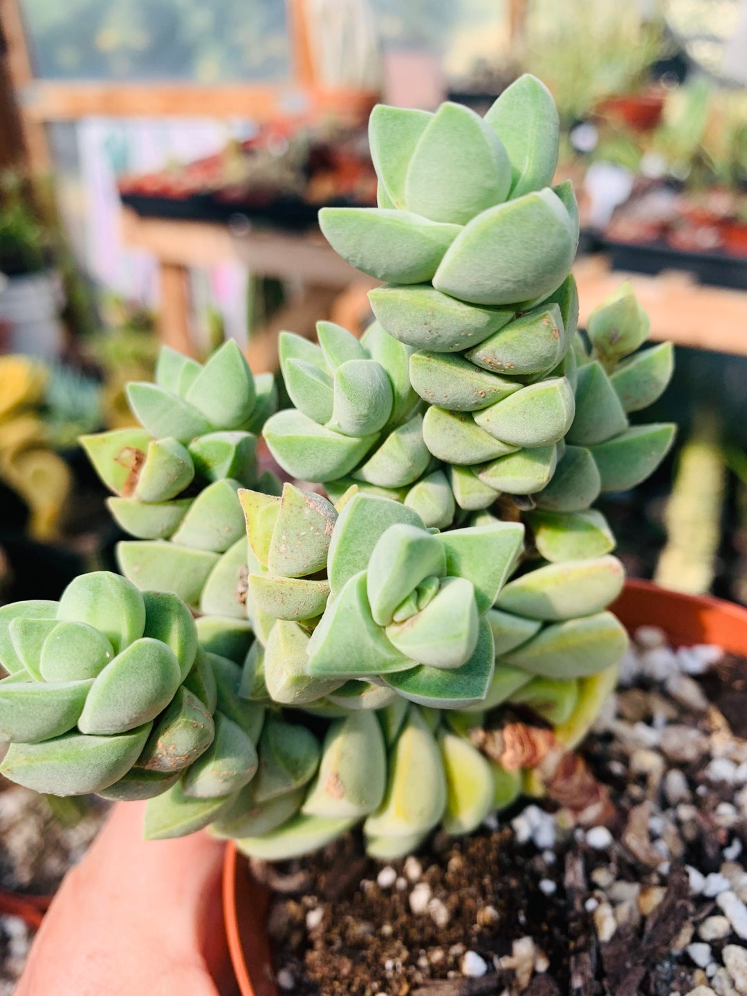 Crassula Moonglow, Fun Stacked Succulent, 2 Sizes - Etsy
