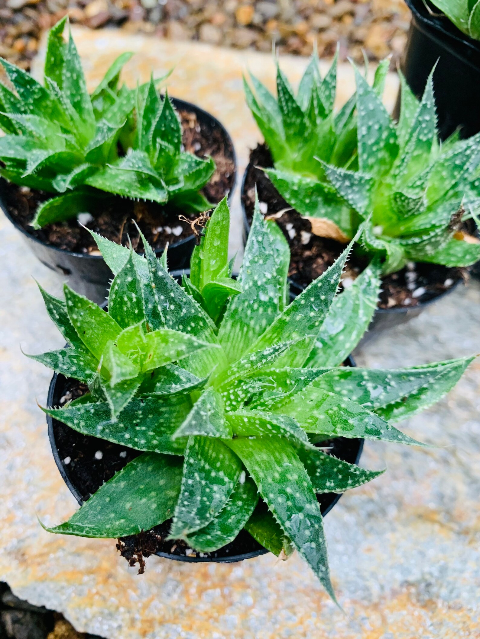 Aloe Aristata Succulent, Rare Lace Aloe, 3 Sizes - Etsy
