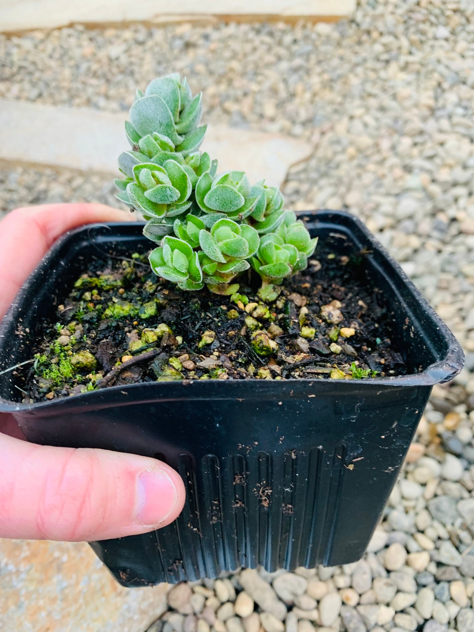 5 Crassula Pangolin Rare Stacked Succulent - Etsy