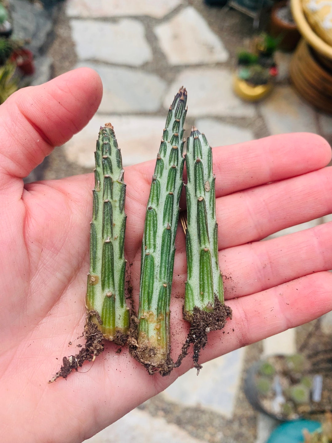 Small Pickle Succulent, Dinosaur Texture, One Stem - Etsy