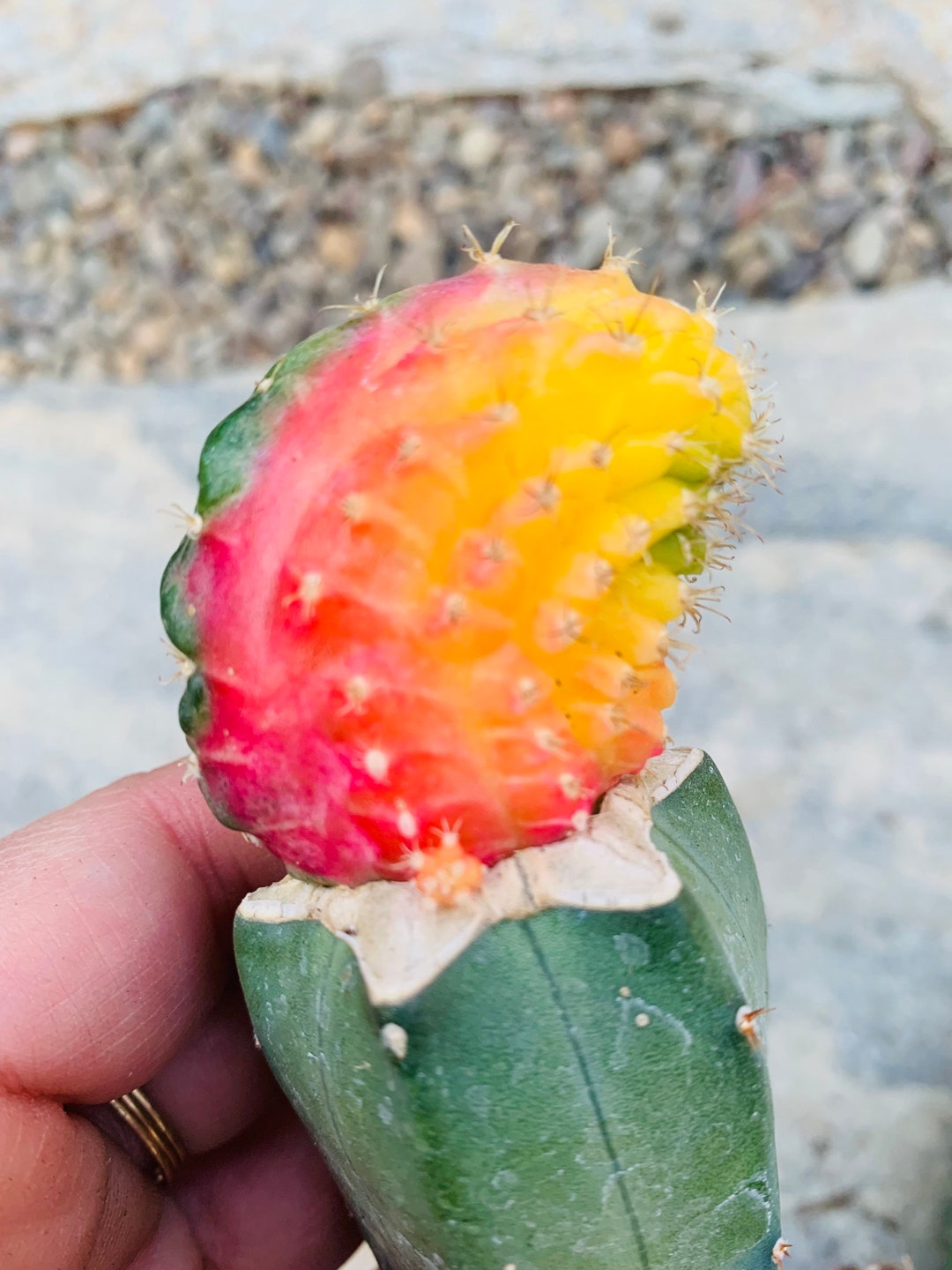 Hylocalycium Chimera, Variegated Hylocereus Undatus + Gymnocalycium ...