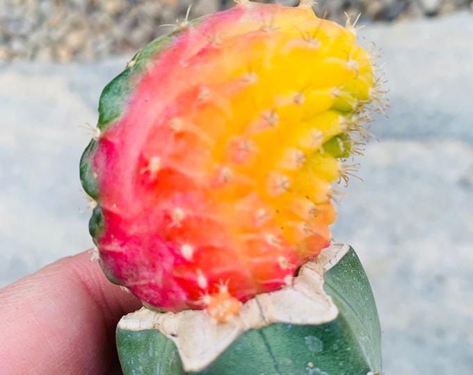 Hylocalycium Chimera, Variegated Hylocereus Undatus Gymnocalycium ...