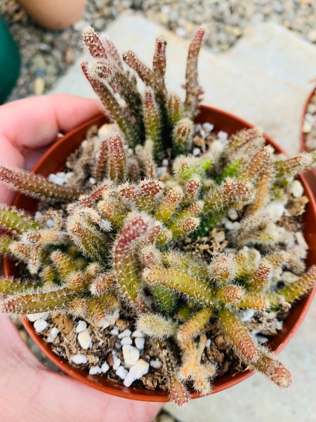 3.5” Mouse Tail Cactus, Rhipsalis Baccifera Subspecies Horrida, Cute ...