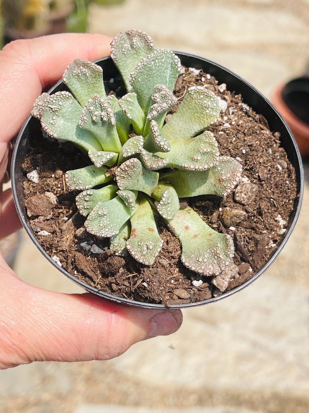 Aloinopsis Titanopsis, Concrete Mesemb Succulents, 2 Sizes - Etsy
