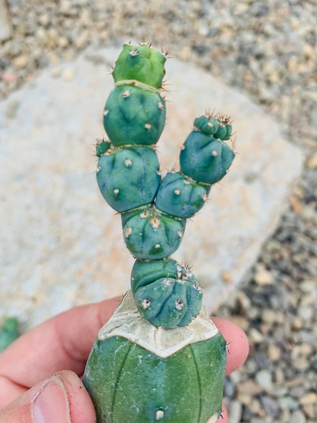 4 Myrtillocactus Geometrizans Stacker, Rare Blue Myrtle Cactus, Rare ...