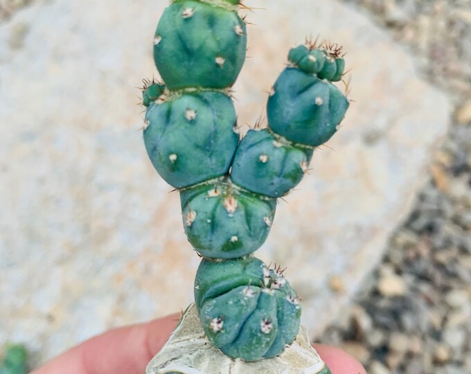 4 Myrtillocactus Geometrizans Stacker, Rare Blue Myrtle Cactus, Rare ...