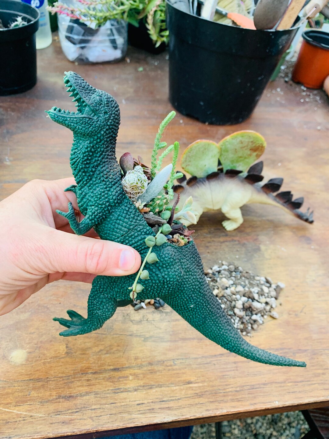 DIY Fun Succulent Dinosaur Kit - Etsy