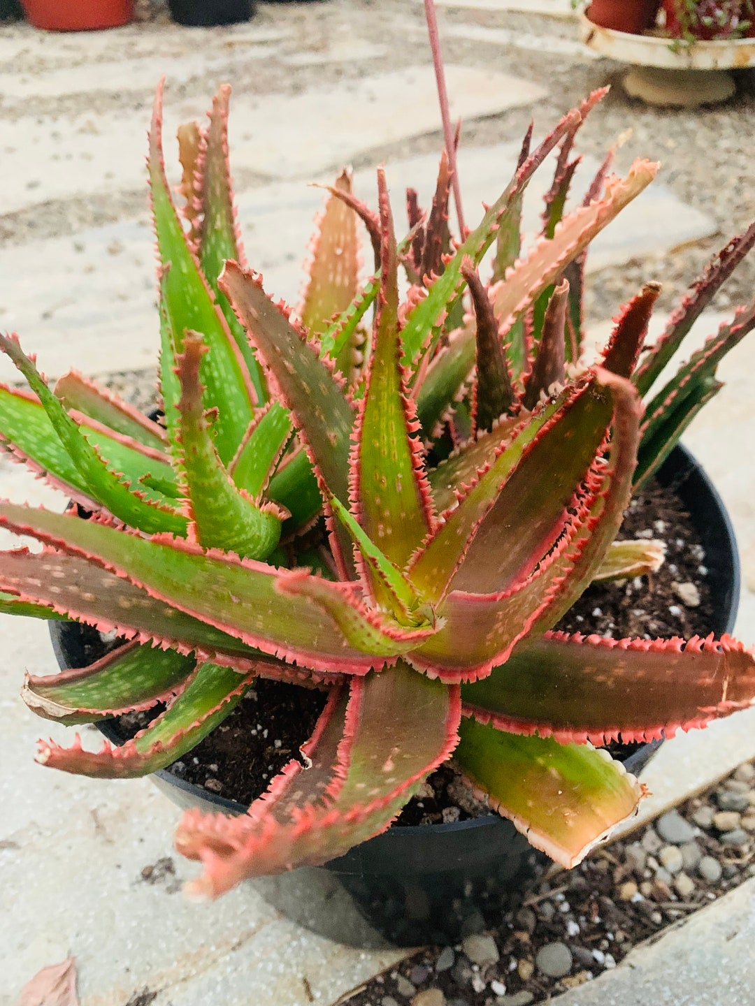 Star Aloe Coral Fire, Beautiful Red/orange Succulents, 3 Sizes - Etsy
