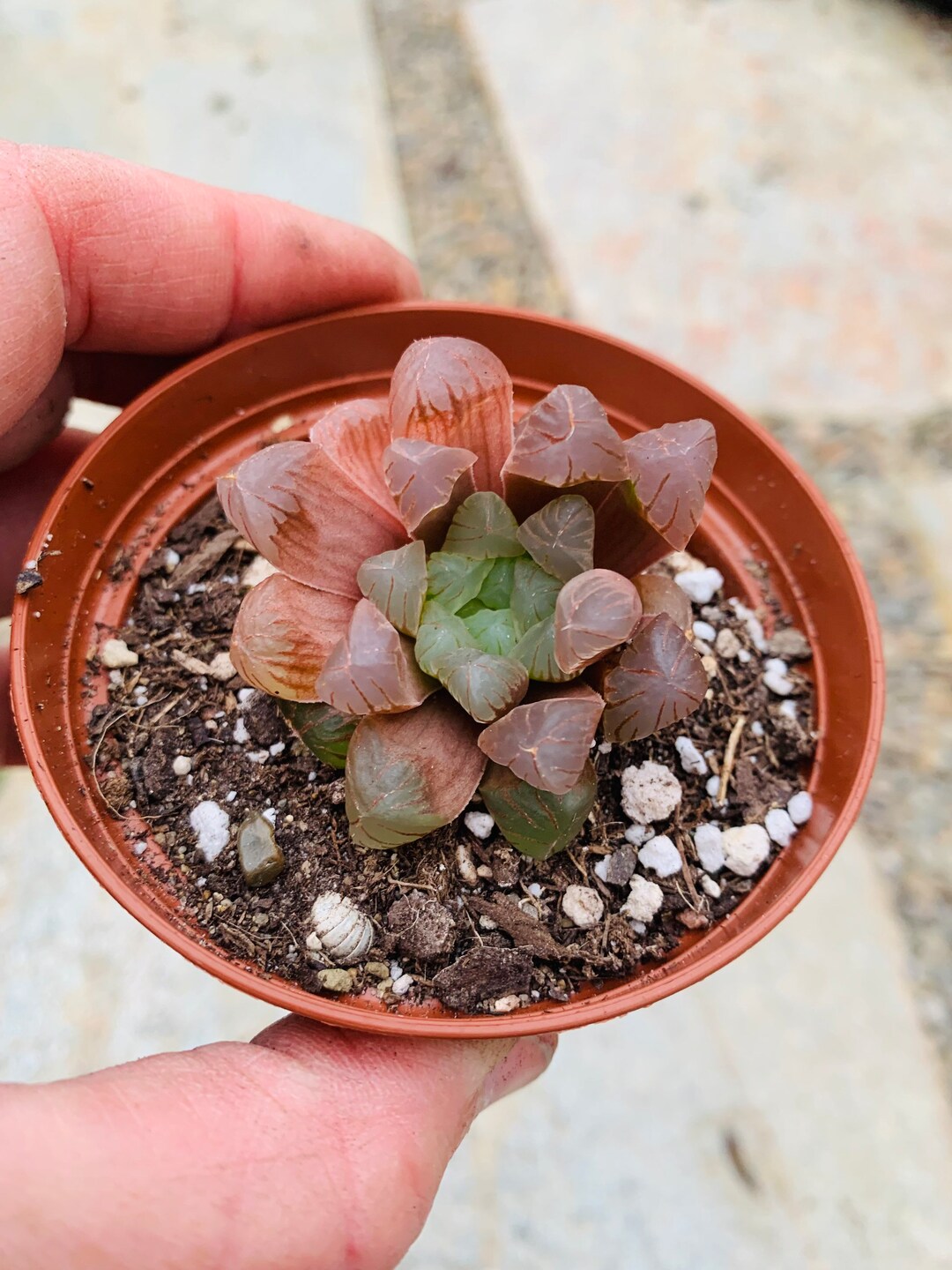 3 Pink Haworthia Cooperi, Rare Alien Eggs Succulent - Etsy