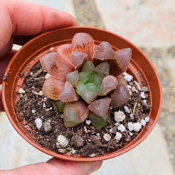 Haworthia Obtusa - Etsy