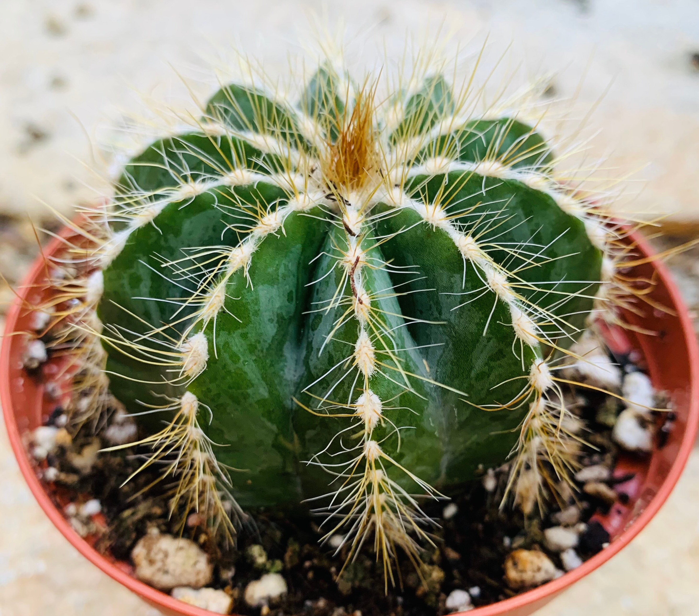 Notocactus Magnificus Balloon Cactus