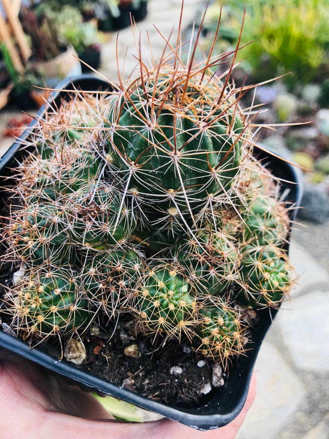 SALE 5 Lobivia Ferox, Fun Rare Cluster Cactus With Pups - Etsy
